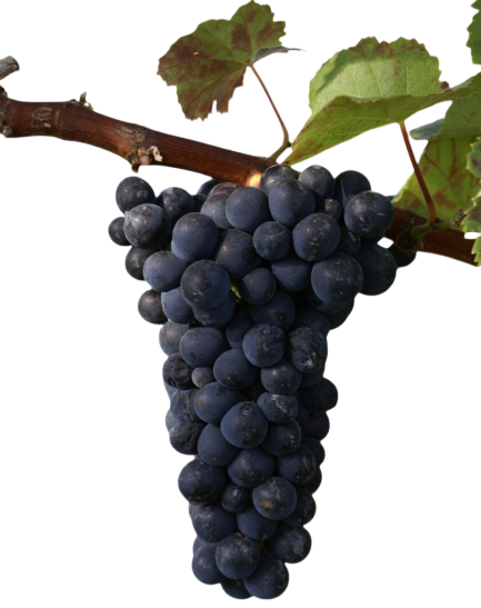 Restaurant & Wine Tasting Experience in Crete | The Secret Gorge