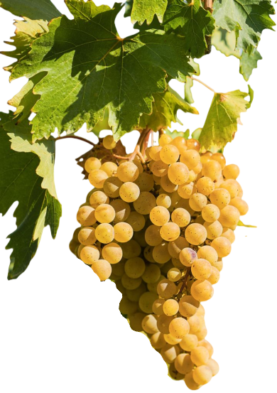 Restaurant & Wine Tasting Experience in Crete | The Secret Gorge